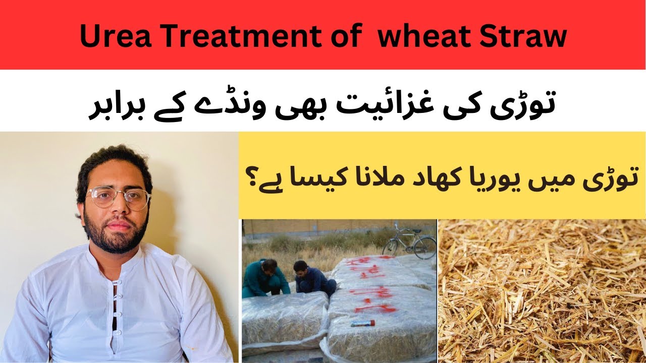 Urea Treatment of Wheat Straw || Urea Mili Tooori Bnany ka Tareeka ...
