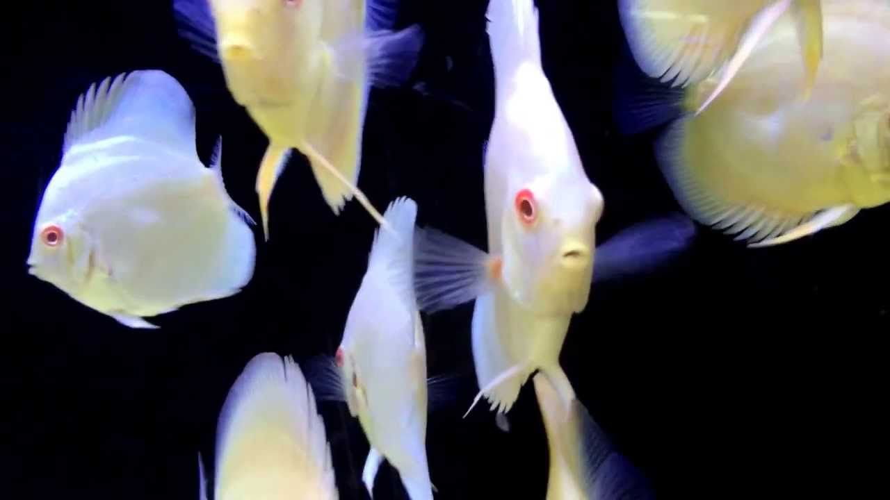 Platinum and Albino Golden Discus - YouTube