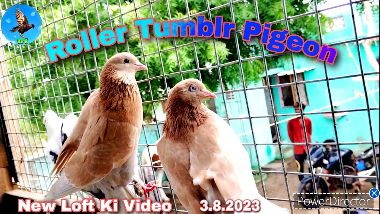 Roller Tumbler Pigeons New Loft Video || Roller Pigeons Kutch Loft ...