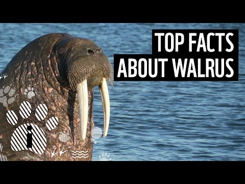 Top 10 Walrus Facts | Animal Fun Facts | WWF