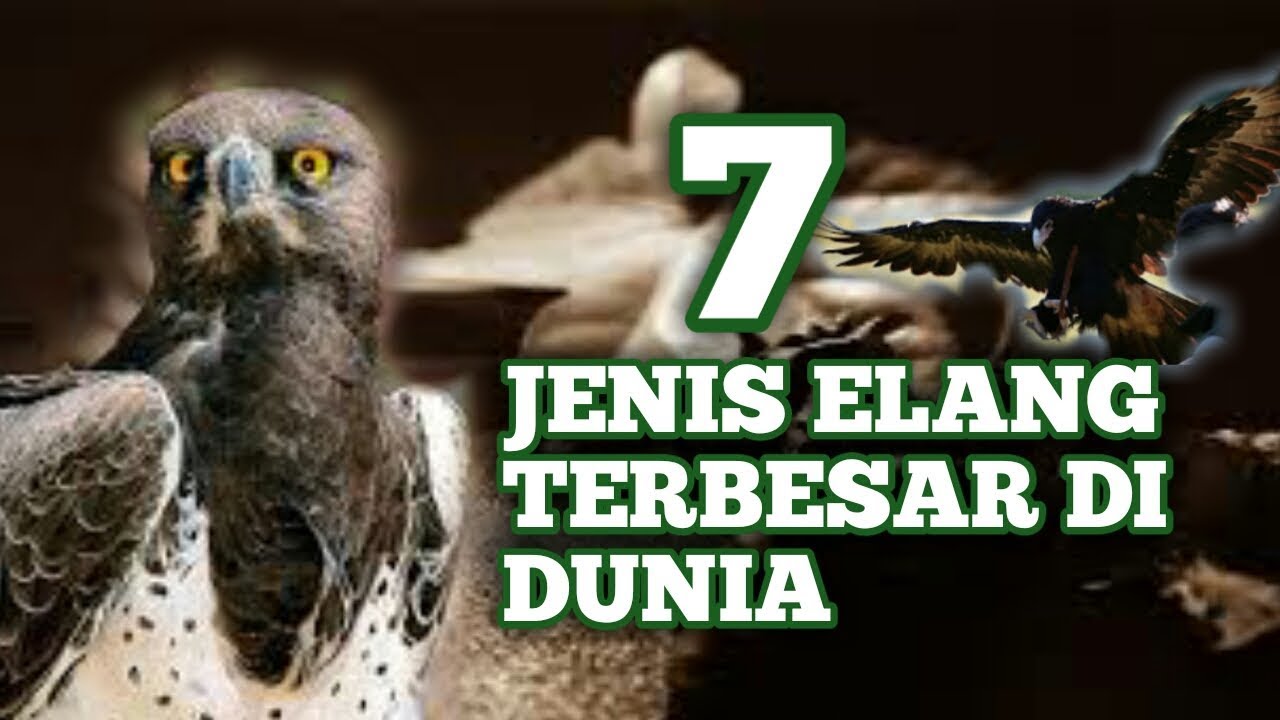 7 Jenis Elang Terbesar di Dunia Yang Pernah Ada - YouTube