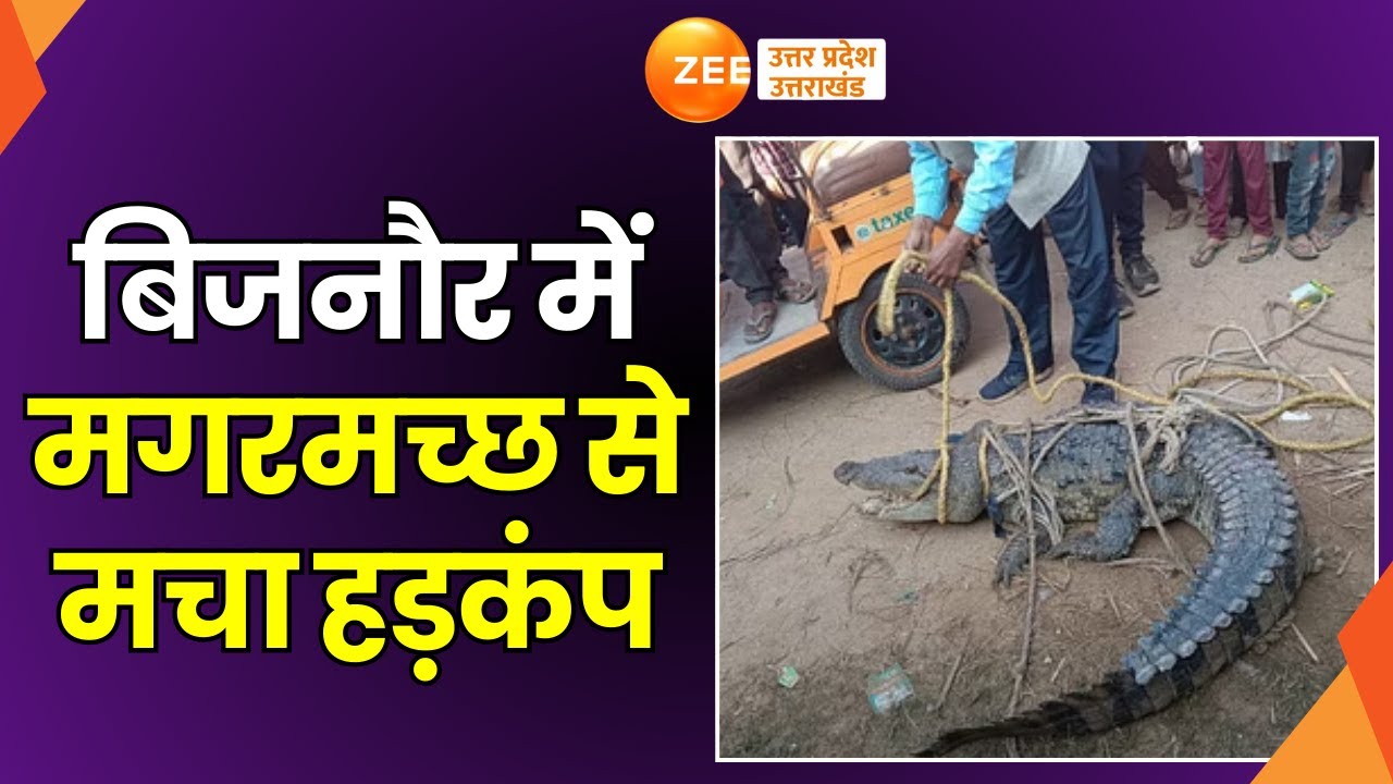 Bijnor: गांव में मगरमच्छ से मचा हड़कंप, वन विभाग की टीम ने किया ...