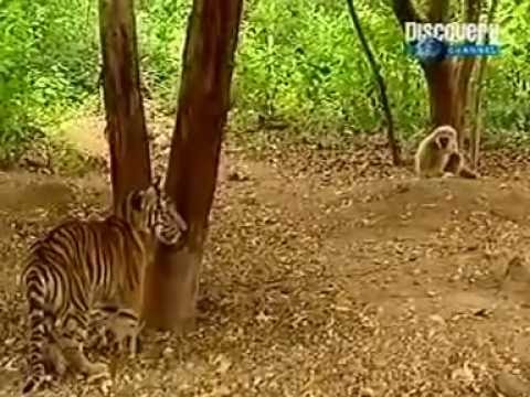 Kaplanlarla dalga geçen maymun