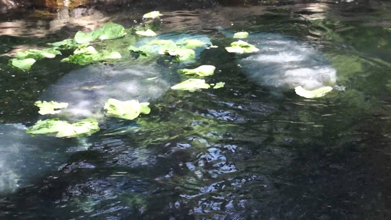 A Manatee Eating Lettuce At Sea World - YouTube