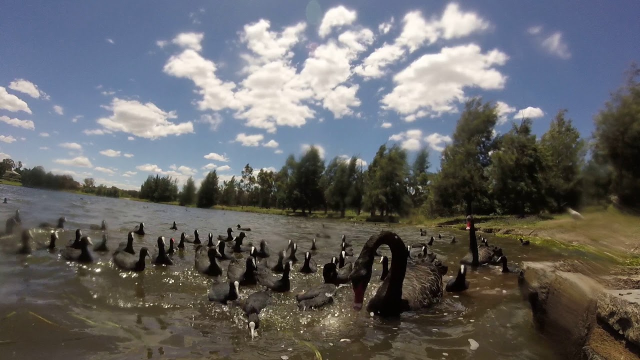 Black Swans, Oz birds, Canberra, yerrabi pond, gungahlin - YouTube