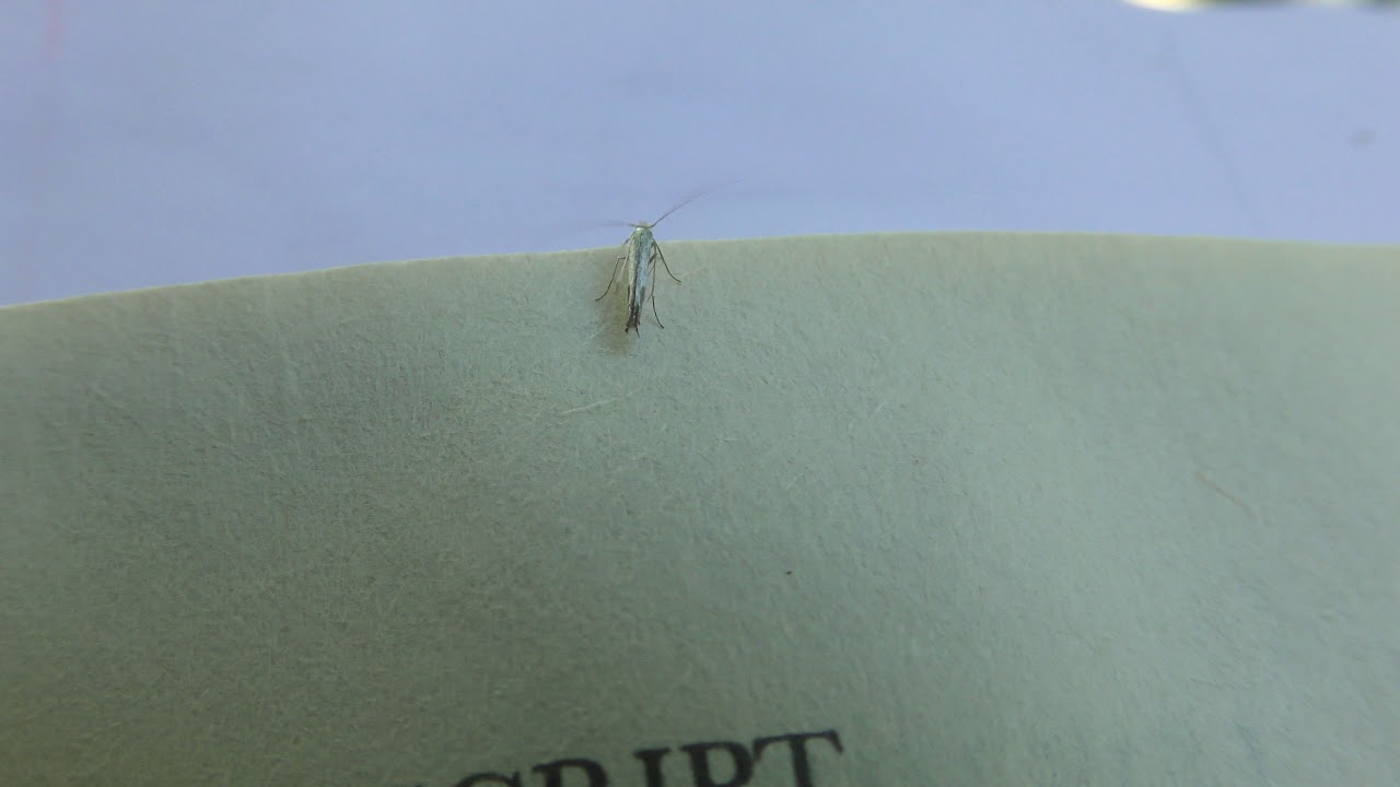 Unknown tiny insect in Cambridge UK 13june2020 343p - YouTube