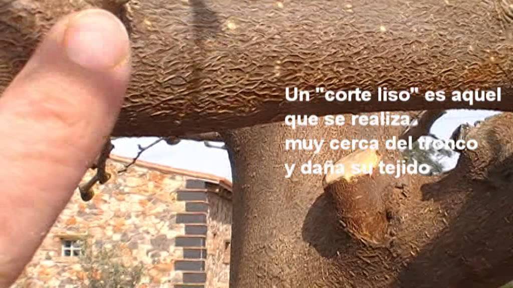 Como realizar los cortes en la poda. - YouTube