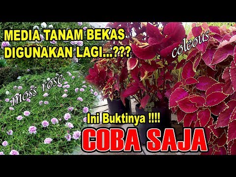 Menanam Bunga Miana dan Bunga Krotot di Media Tanam Bekas - [Coleus & Moss Rose] #GoGreen #103