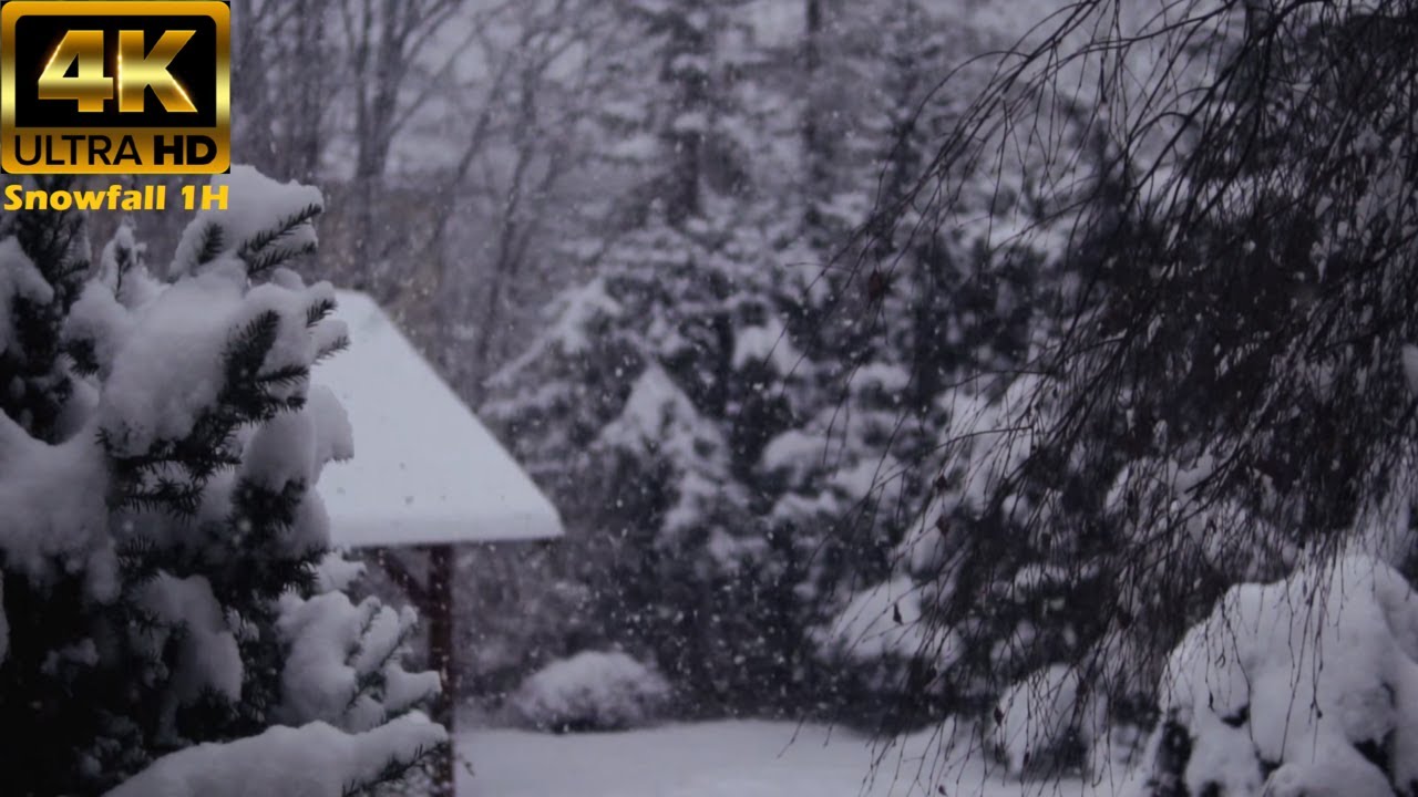 ️SNOWFALL 1 HOUR ️ Blizzard Sounds for Rest Chilling Vibes - YouTube
