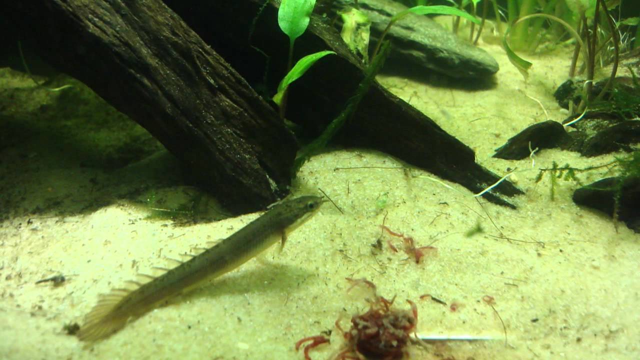 Bichir Senegalus (Egore) eating bloodworms - YouTube