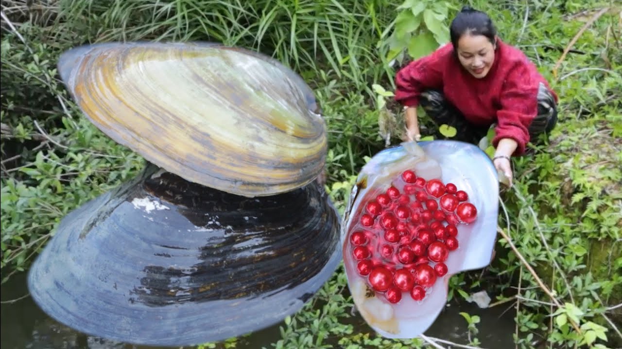 The mother clam shell has matured, and the girl found a rare red pearl ...