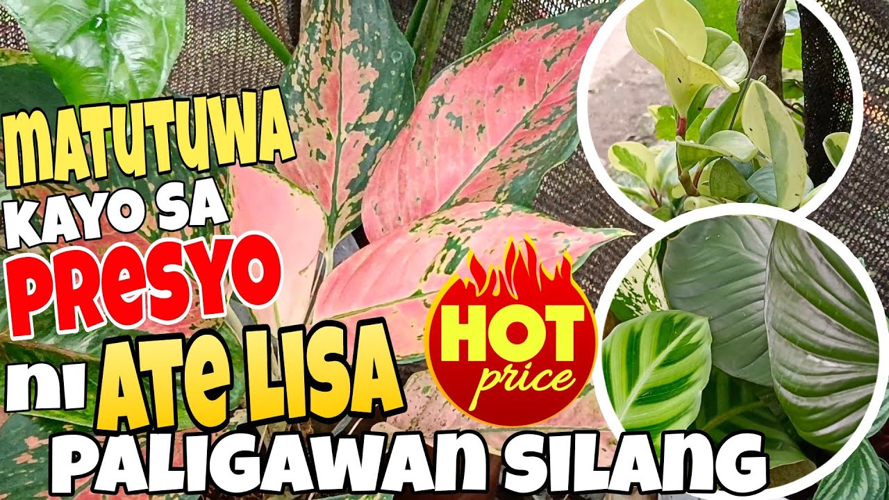 Matutuwa Kayo sa Presyo ng Plants sa Lisa's Garden Silang Cavite # ...