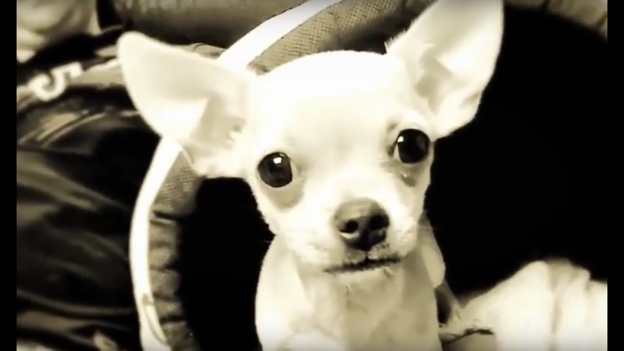 Harley-Davidson Music Video -Z Vysoka Na Tebe Seru - Gion Borno ft ...