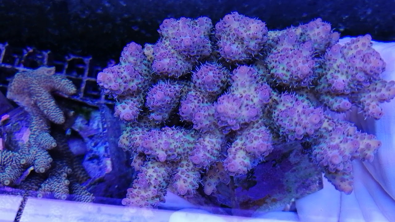 Acropora anthocercis pink-yellow coral gandalf - YouTube