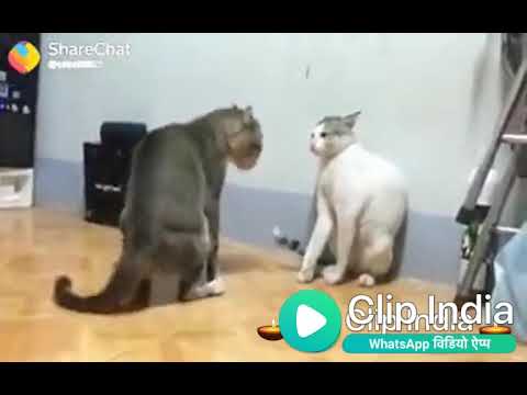WhatsApp status video(60)