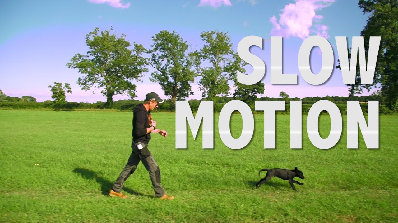 SLOW MOTION PUPPY WALK! (295) - YouTube