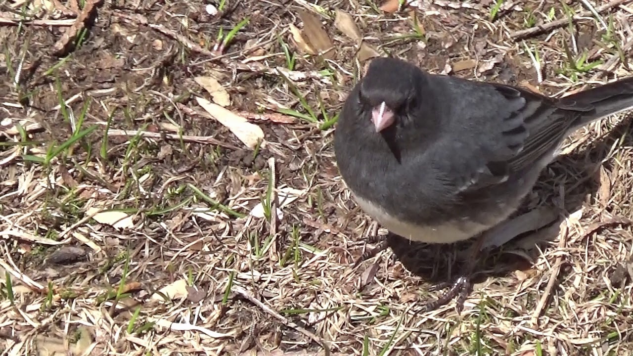 Chirp - Robin Peters - YouTube