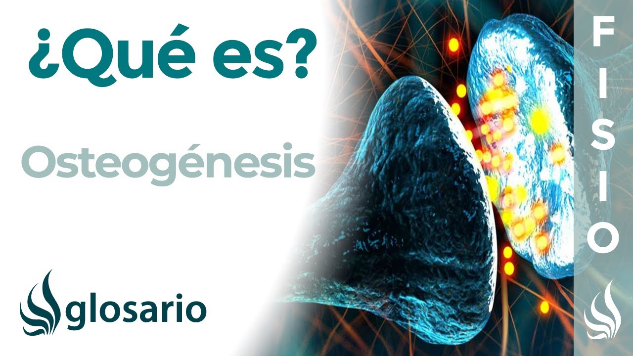 OSTEOGÉNESIS | Qué es, cómo se produce, qué estructuras intervienen e ...