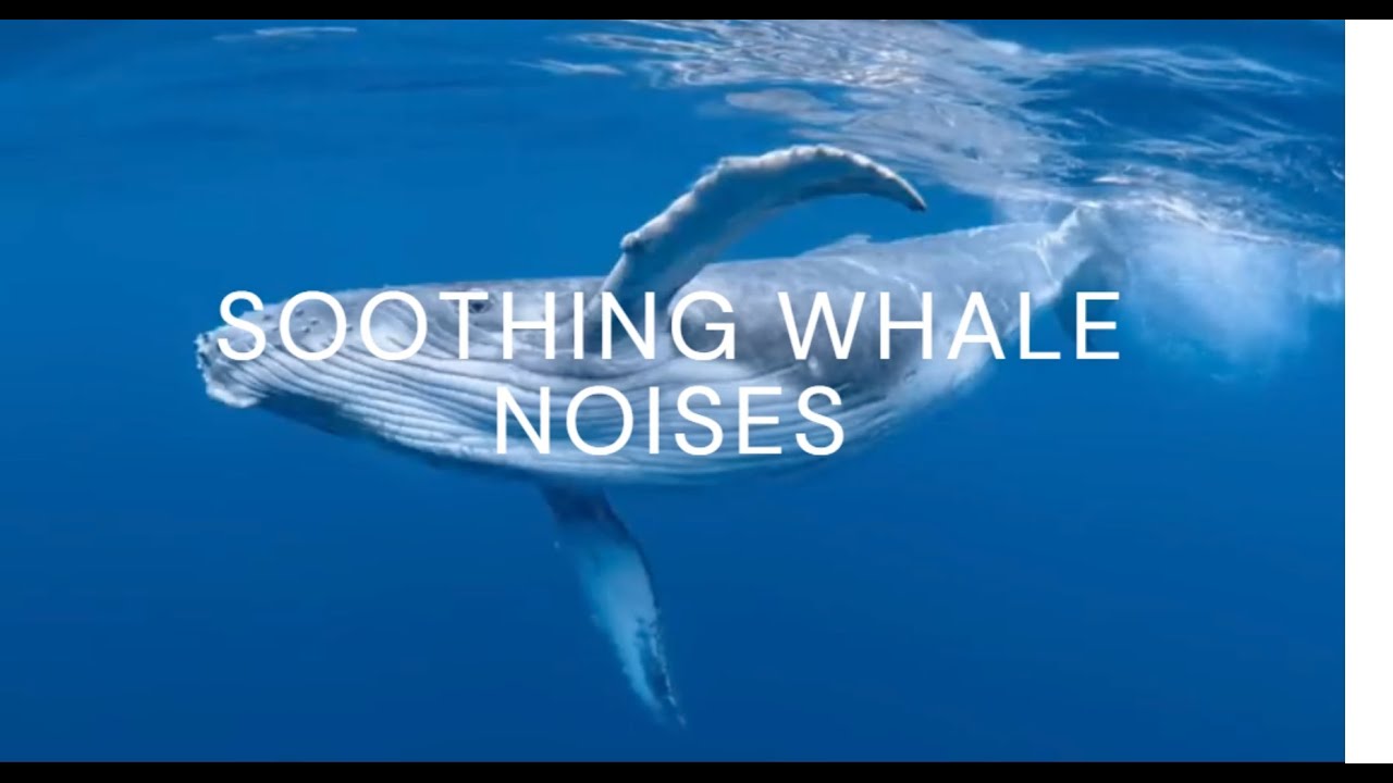 Soothing Whale Noises - 3 Hours - YouTube