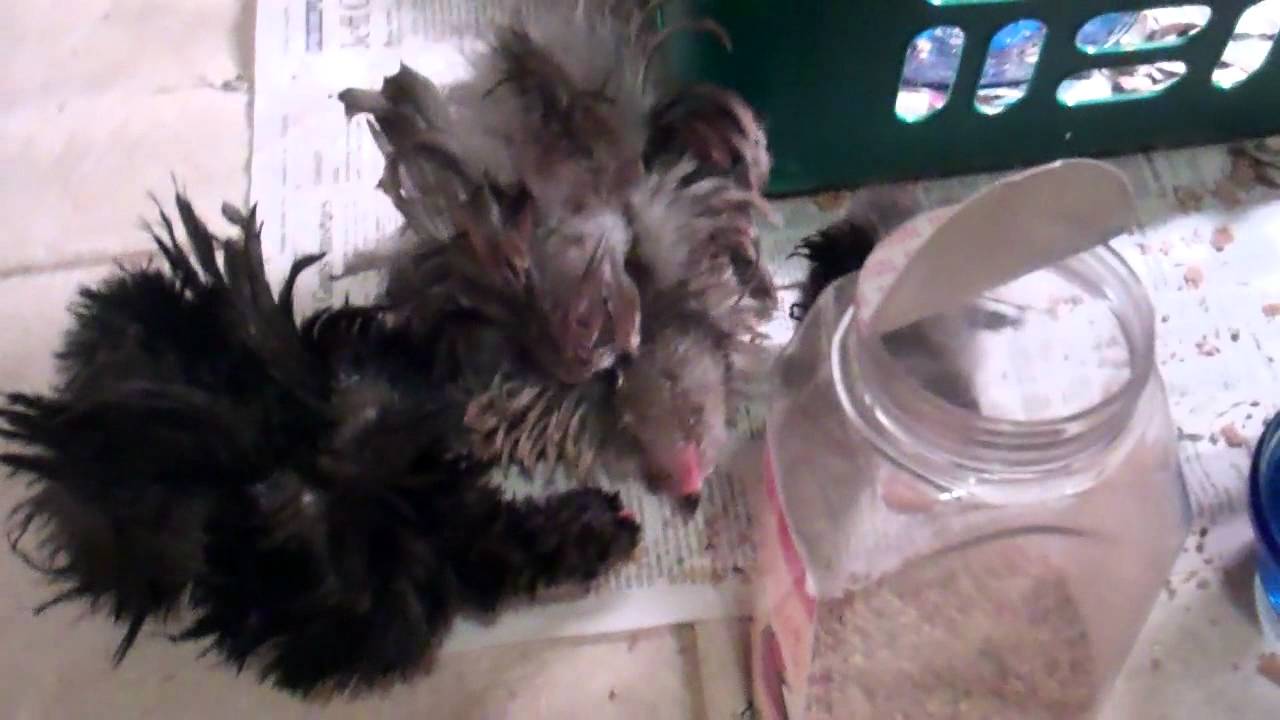 Funny Chicken Breed Variety: Bantam Cochin Frizzle chicks - YouTube