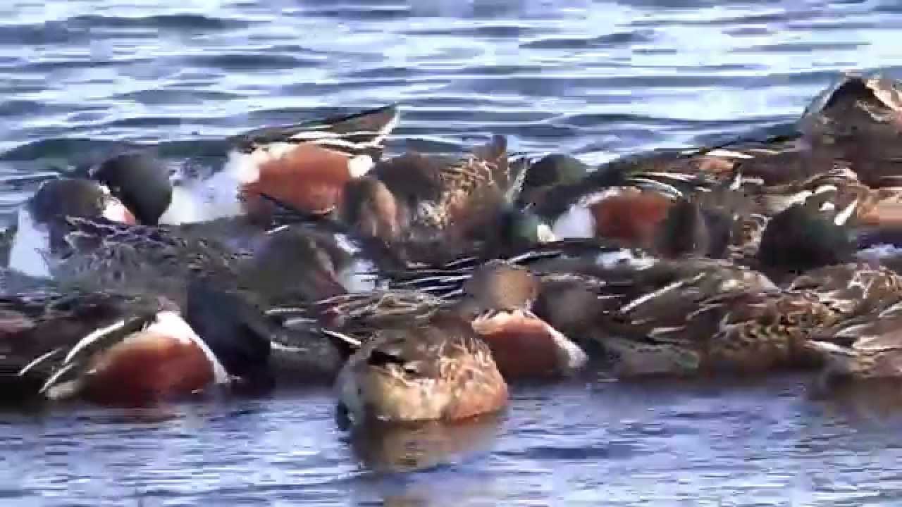 Northern Shoveler Ducks Pinwheeling - YouTube