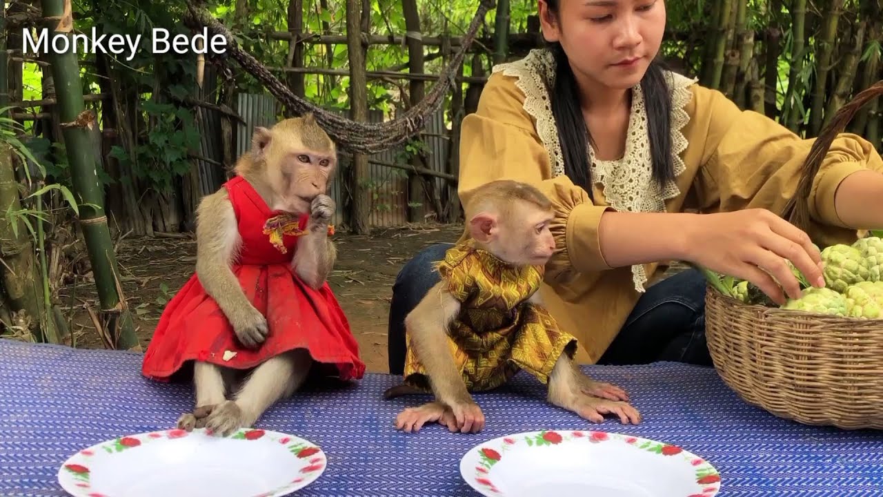 Two Adorable Monkey !! Shally Bede Waiting Aunt Give Suga apple / They ...