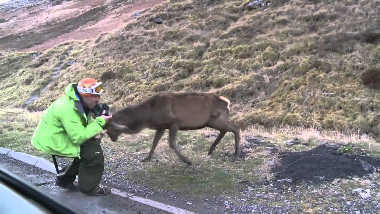 extraordinary scene: photographer attacked by the horns of a stag - YouTube