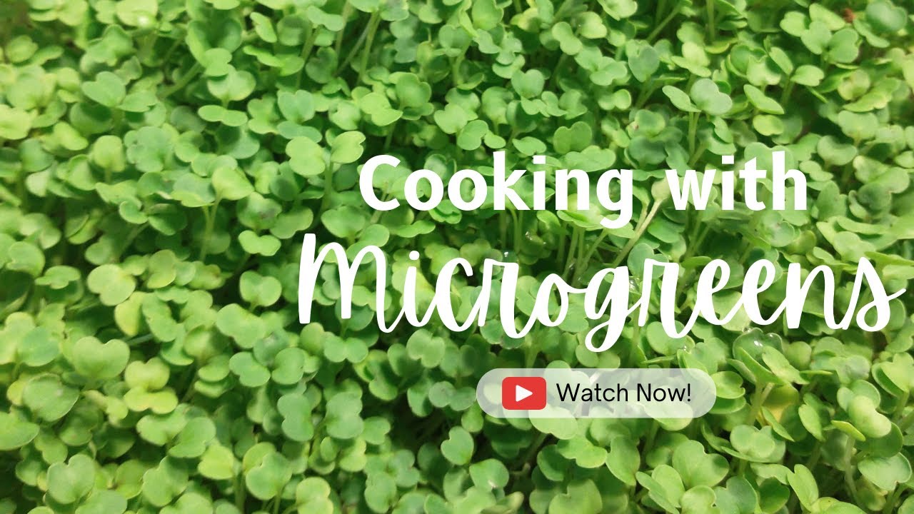 Cooking with Microgreens: Tacos and Protein Shake - YouTube