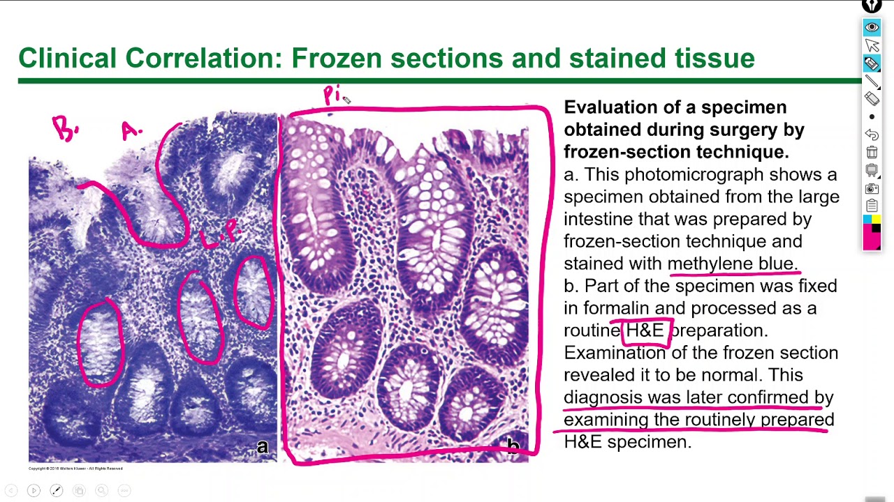 Histology Lecture 1, Chapter 1 - YouTube