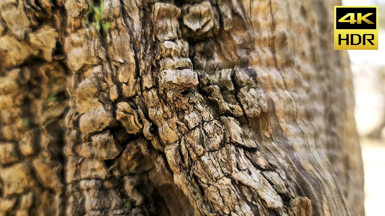 Old Trees (HDR10+) 4K Sample Footage Video HDR10 Plus // Galaxy S22 ...