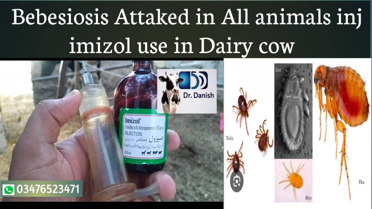 Bebesiosis Attaked in All animals inj imizol use in Dairy cow - YouTube