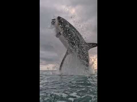 The HIGHEST JUMP Shark Attack GREAT WHITE SHARK Attack - YouTube