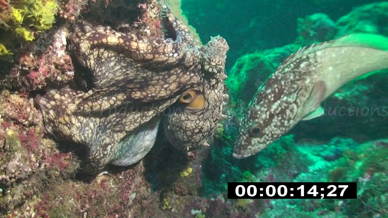 octopus hubbsorum hunting with soap fish (Rypticus nigripinnis) HD ...