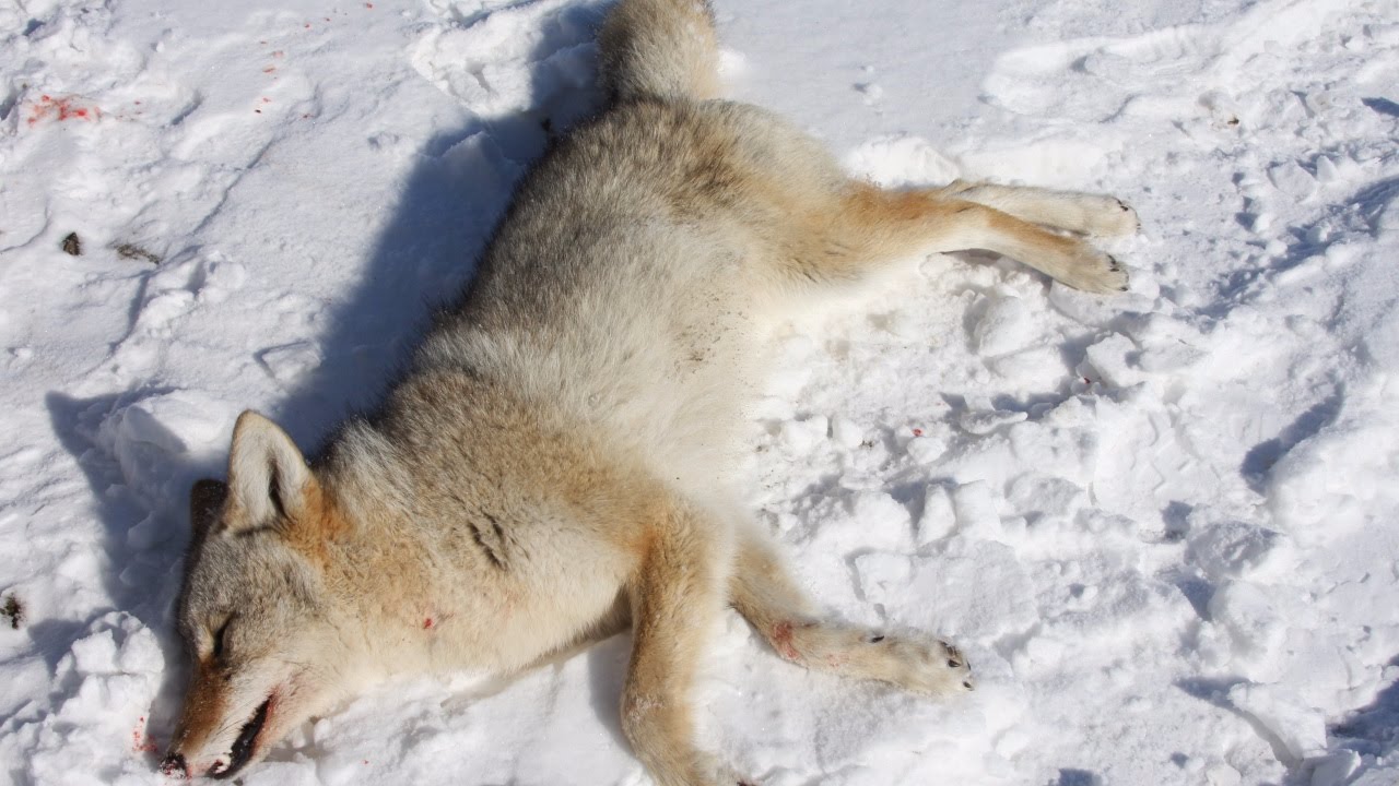 Calling Eastern Coyotes! Calling Missouri Coyotes With a Full Moon ...