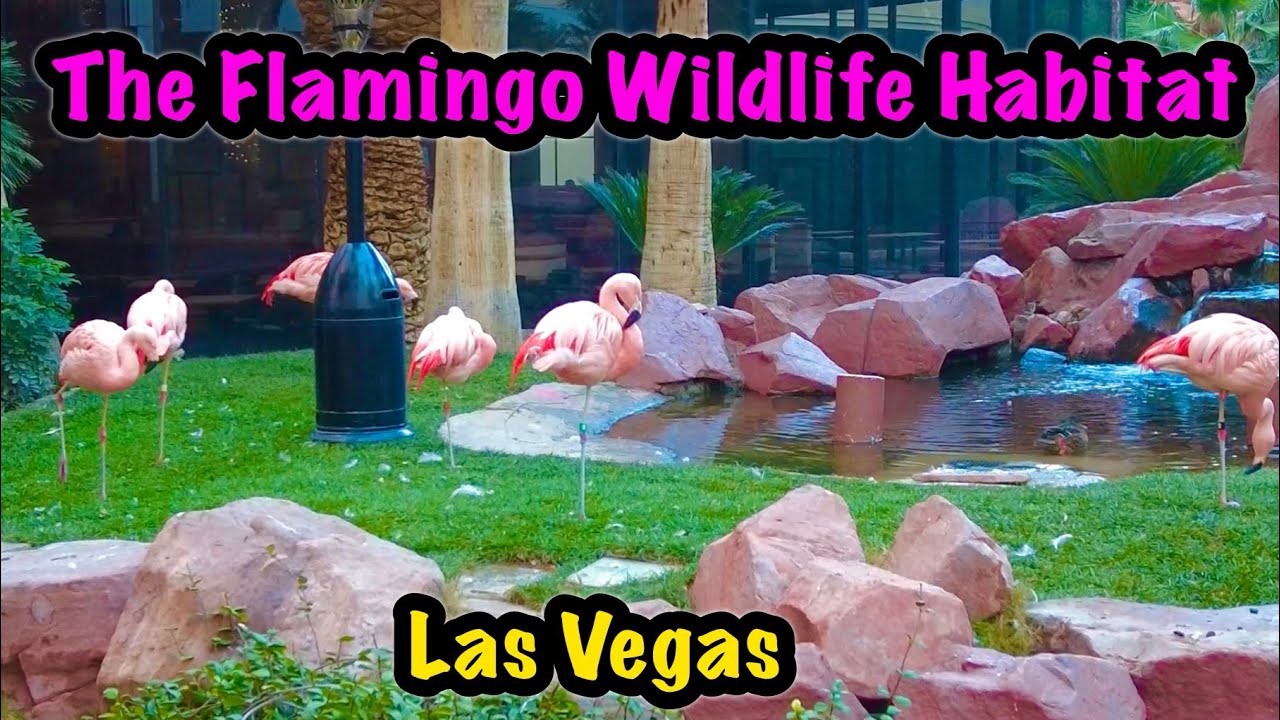 The Flamingo Wildlife Habitat, Las Vegas - Walking Tour - YouTube