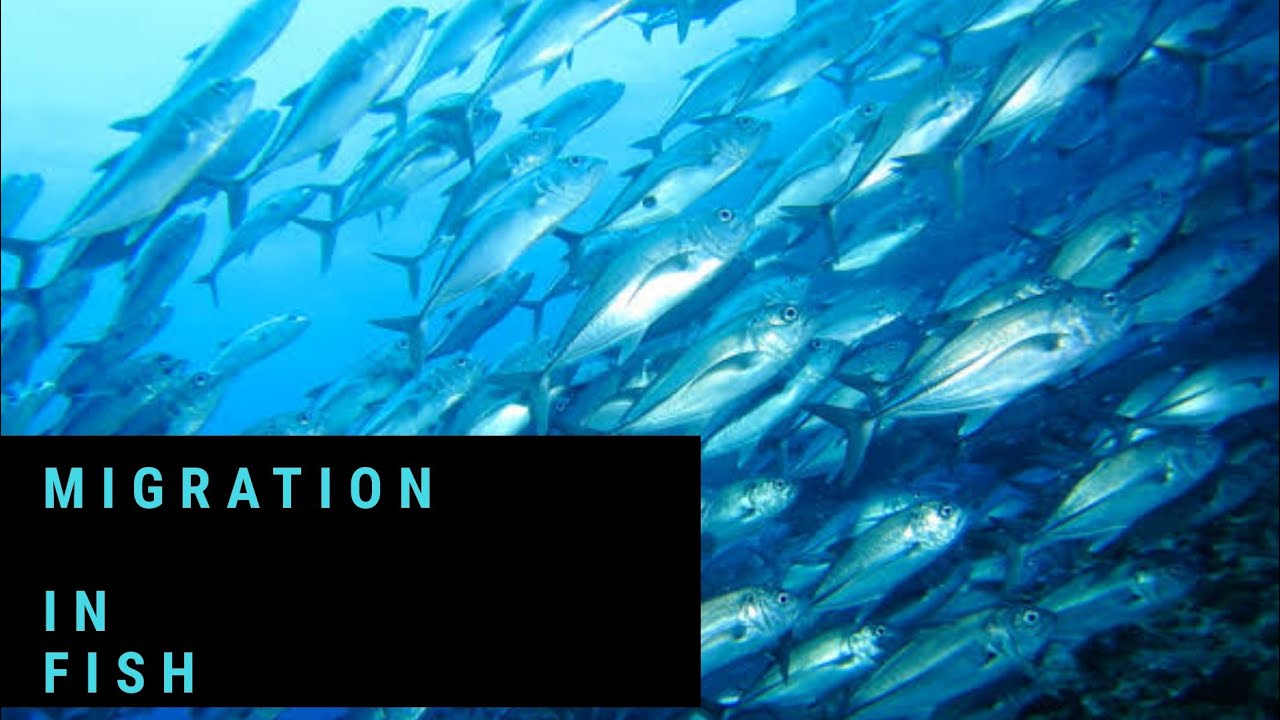 Migration in fish ( easy and detail information) - YouTube