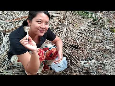 Berburu jamur kelapa sawit part 2/ 🍄🍄🍄🍄