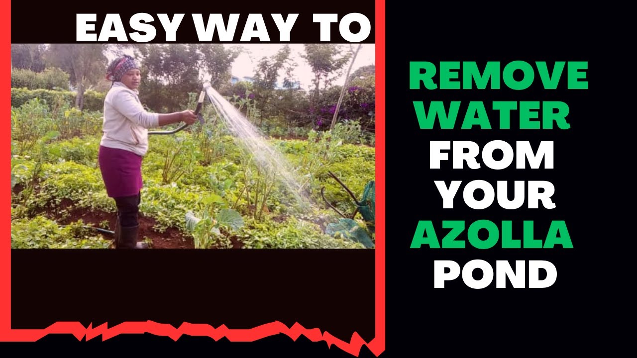 easiest way to remove water from your azolla pond #azollafarming # ...