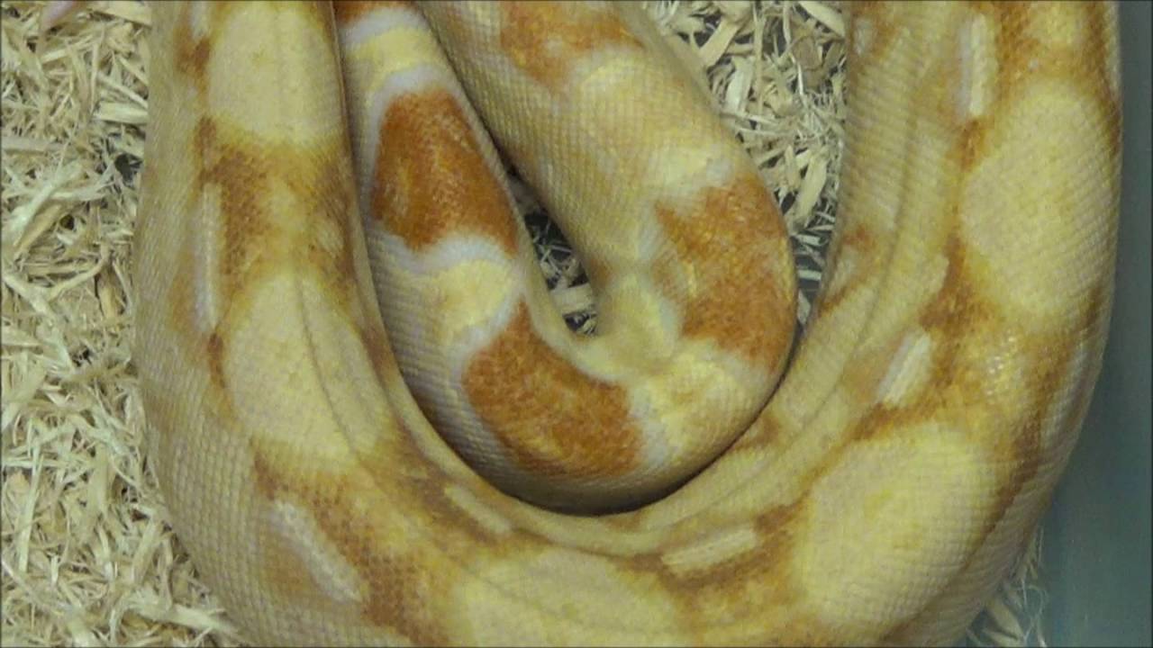2015 Female Pastel Dream Sharp Albino Boa 1501 - YouTube