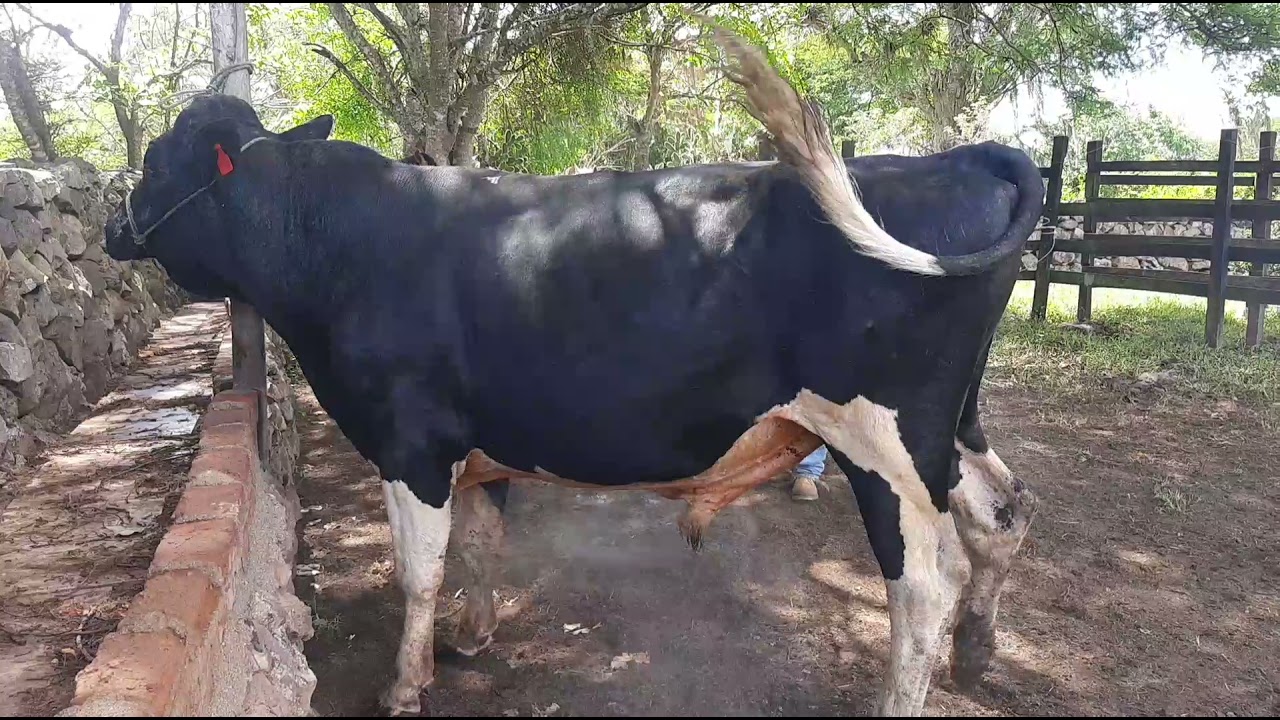 Toro Holstein Europeo, Esteli Nicaragua - YouTube