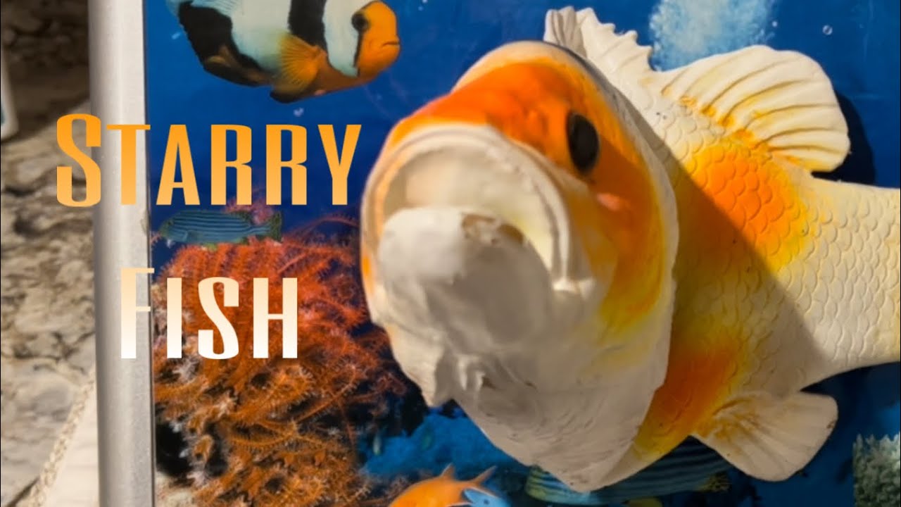 ‘Starry Fish’ Singing Koi - YouTube