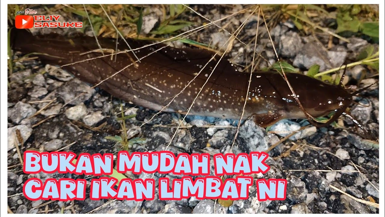 Mancing limbat ‼️tak mudah nak dapatkan ikan ni - YouTube