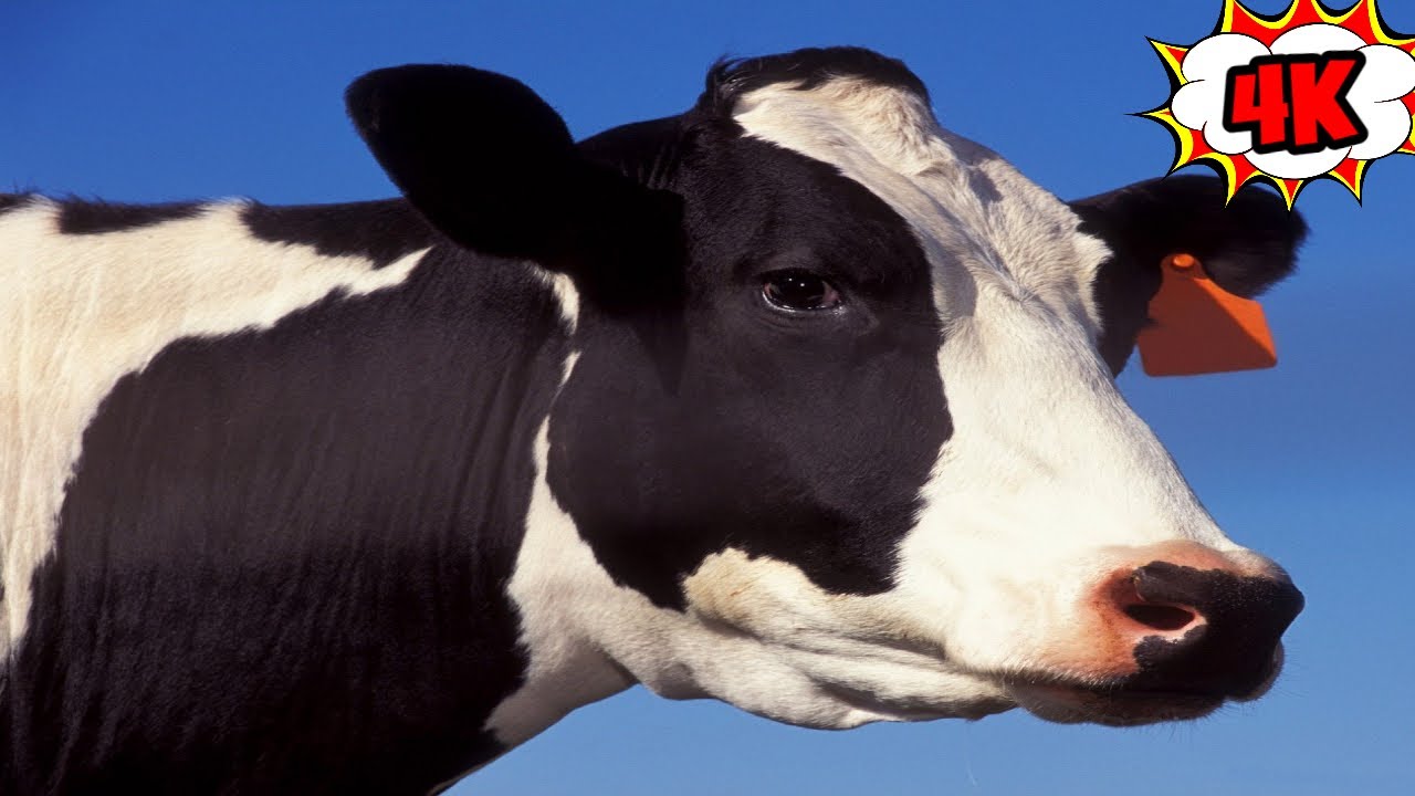 Animais da Fazenda - Vaca mugindo - Cow Mooing - Cow Mooing Sounds - 4K ...