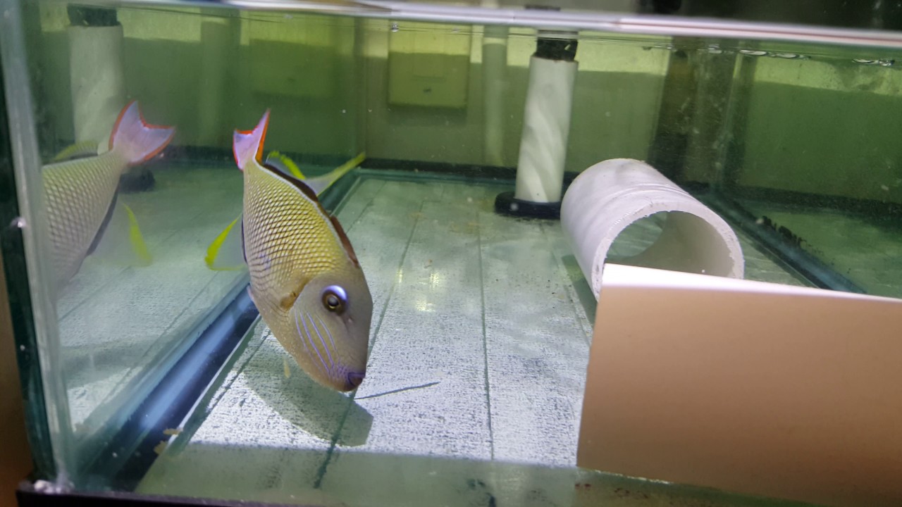 Crosshatch Trigger $1199 - Hawaii - YouTube