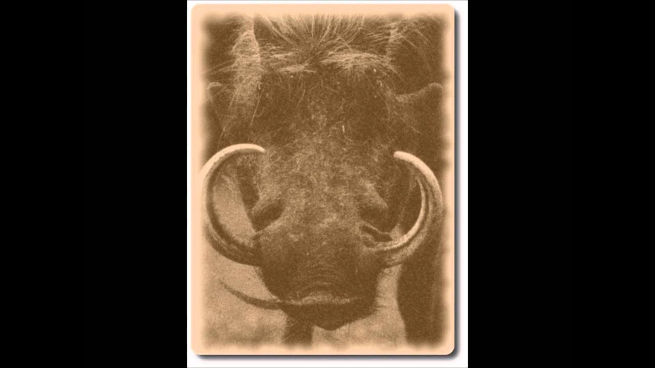 Hog Face - Looking for a Fox.wmv - YouTube