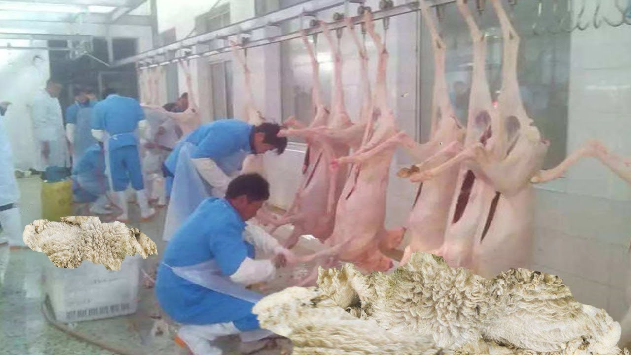 Amazing Modern Sheep Farming Technologies Wool Processing Factory ...