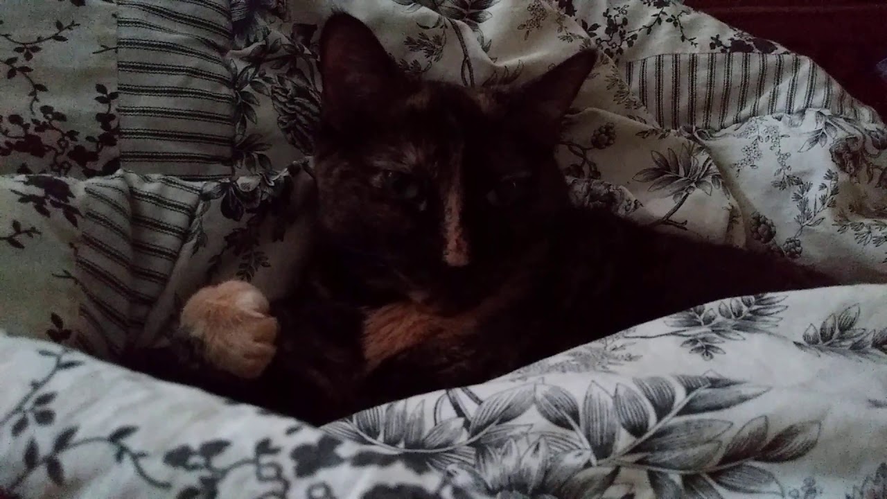 Good Morning Sleepy Tortie cat - YouTube