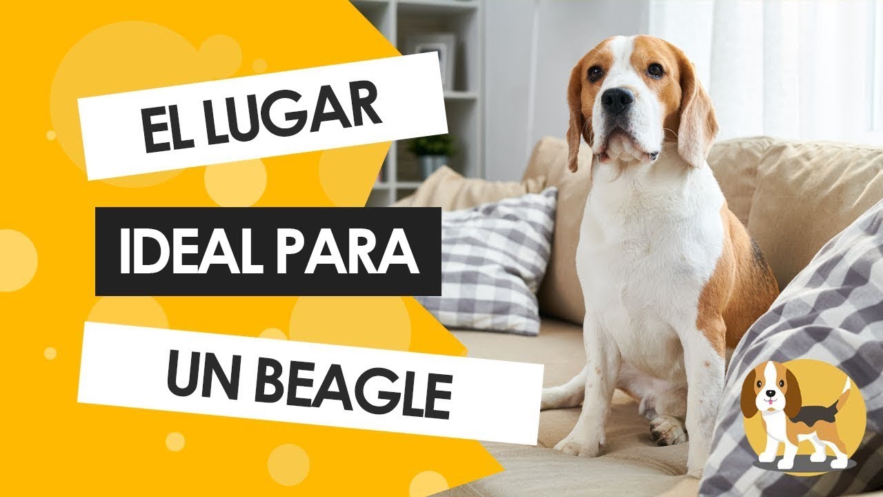 ¿Cómo cuidar tu casa de tu BEAGLE? - YouTube