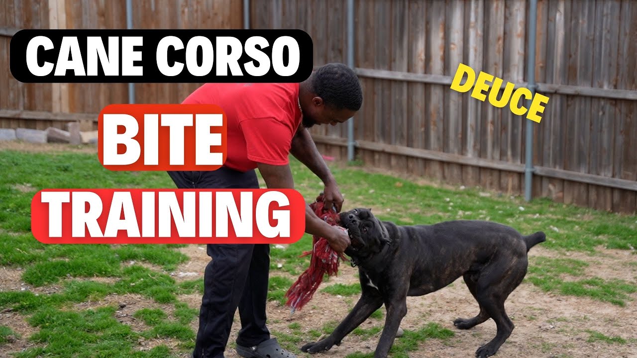 CANE CORSO BITE STRENGTH TRAINING - YouTube