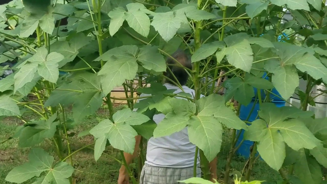 Huge okra trees - YouTube